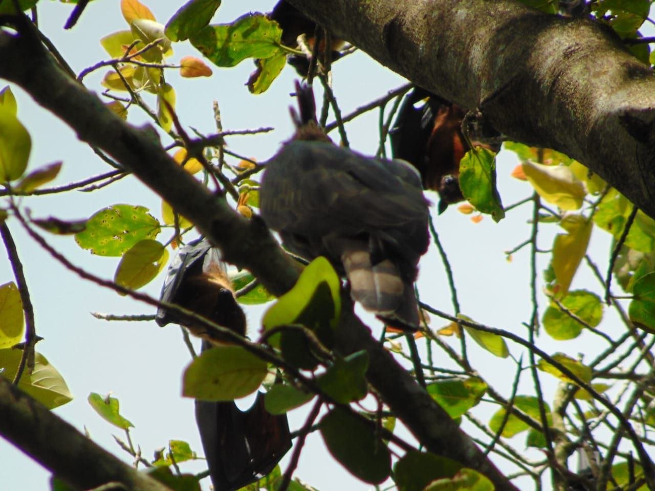 Predation of Indian flying fox by Changeable hawk-eagle - Natural History