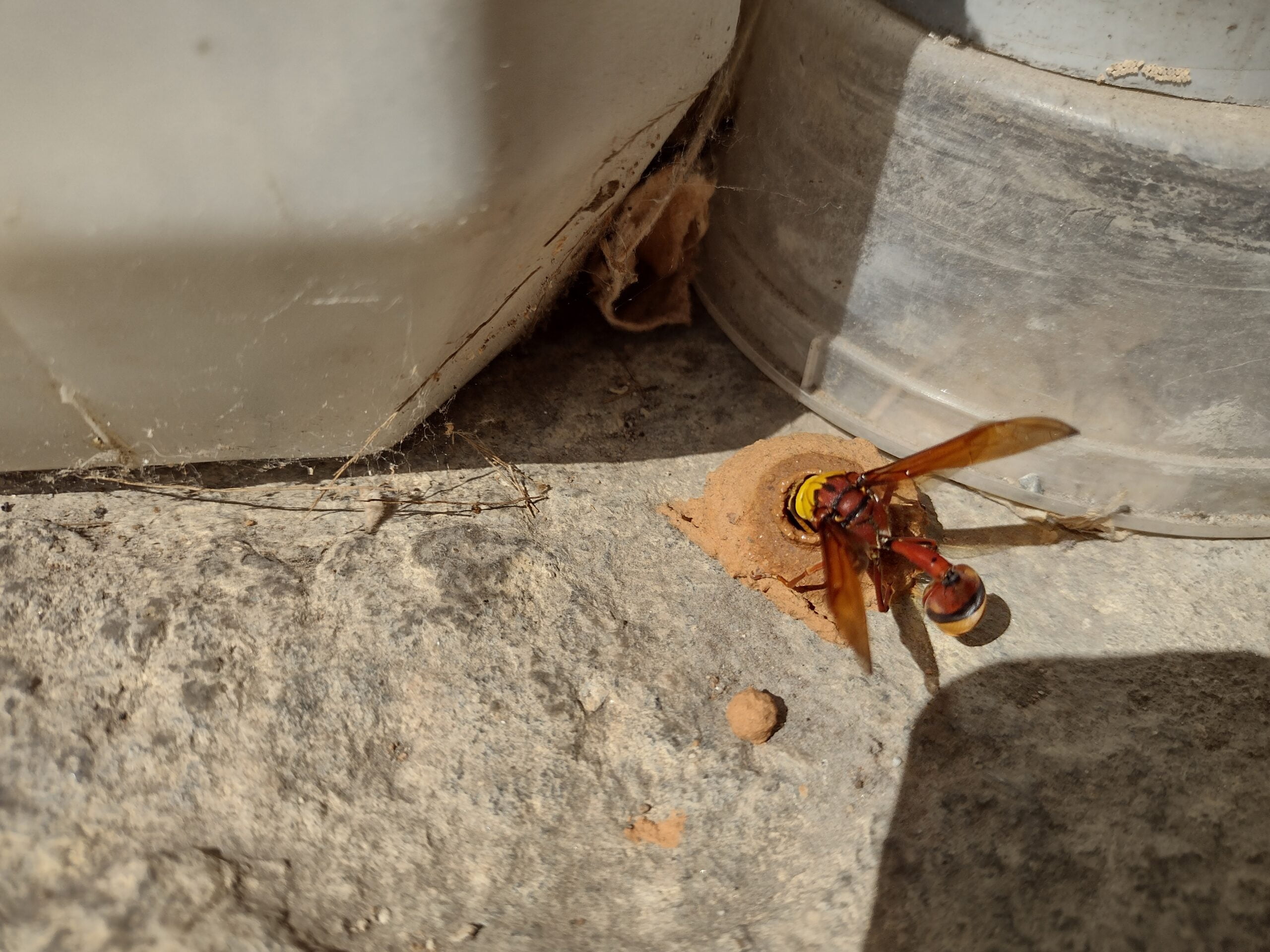 Watching the pots of the Potter wasp - Delta pyriforme - Natural History